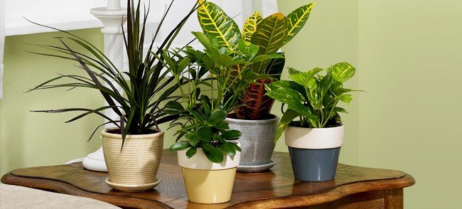 Beautiful plants for Indoor Green – DesignWud Interiors